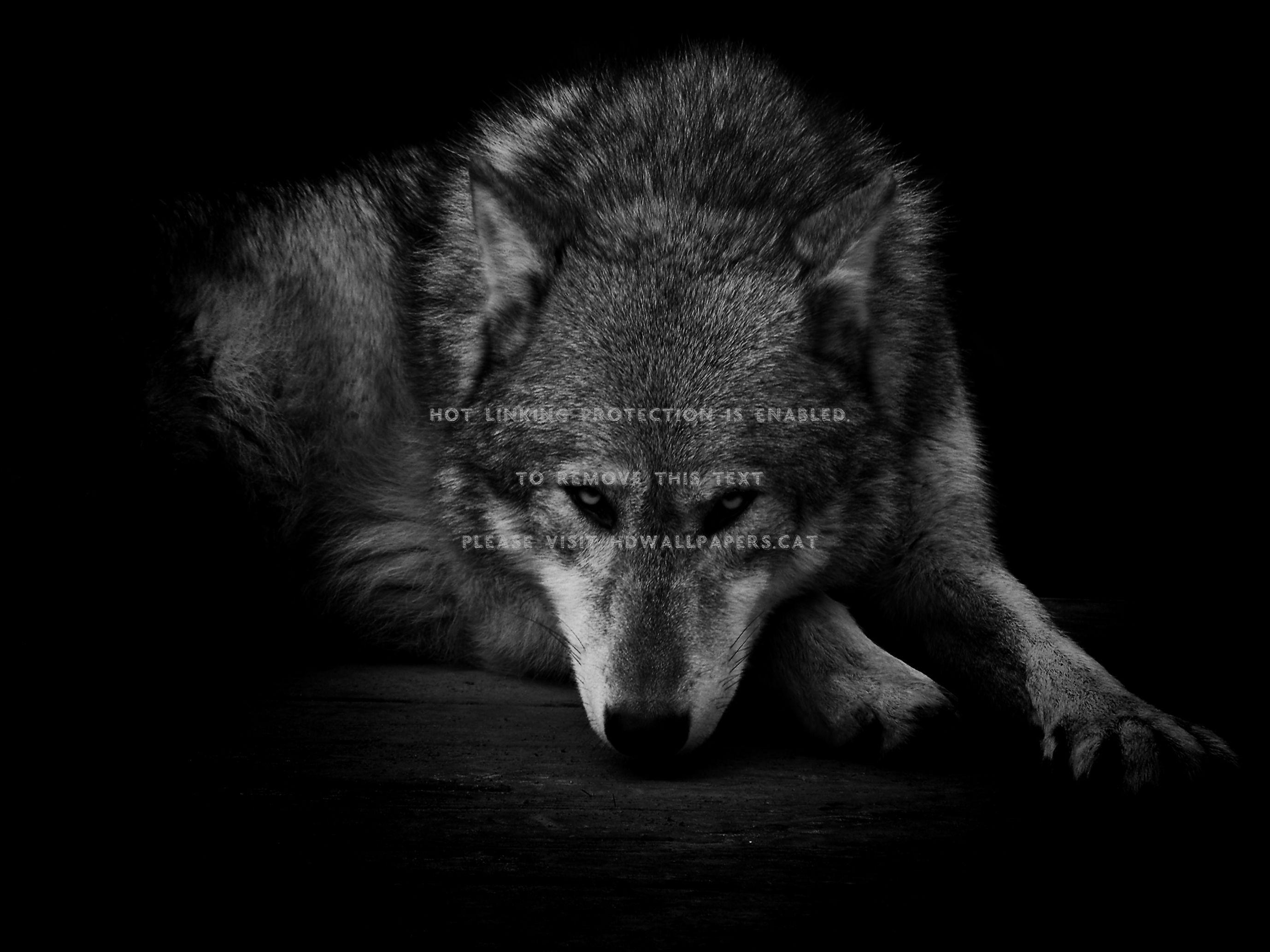 Gray Wolf HD Wallpapers - Top Free Gray Wolf HD Backgrounds ...