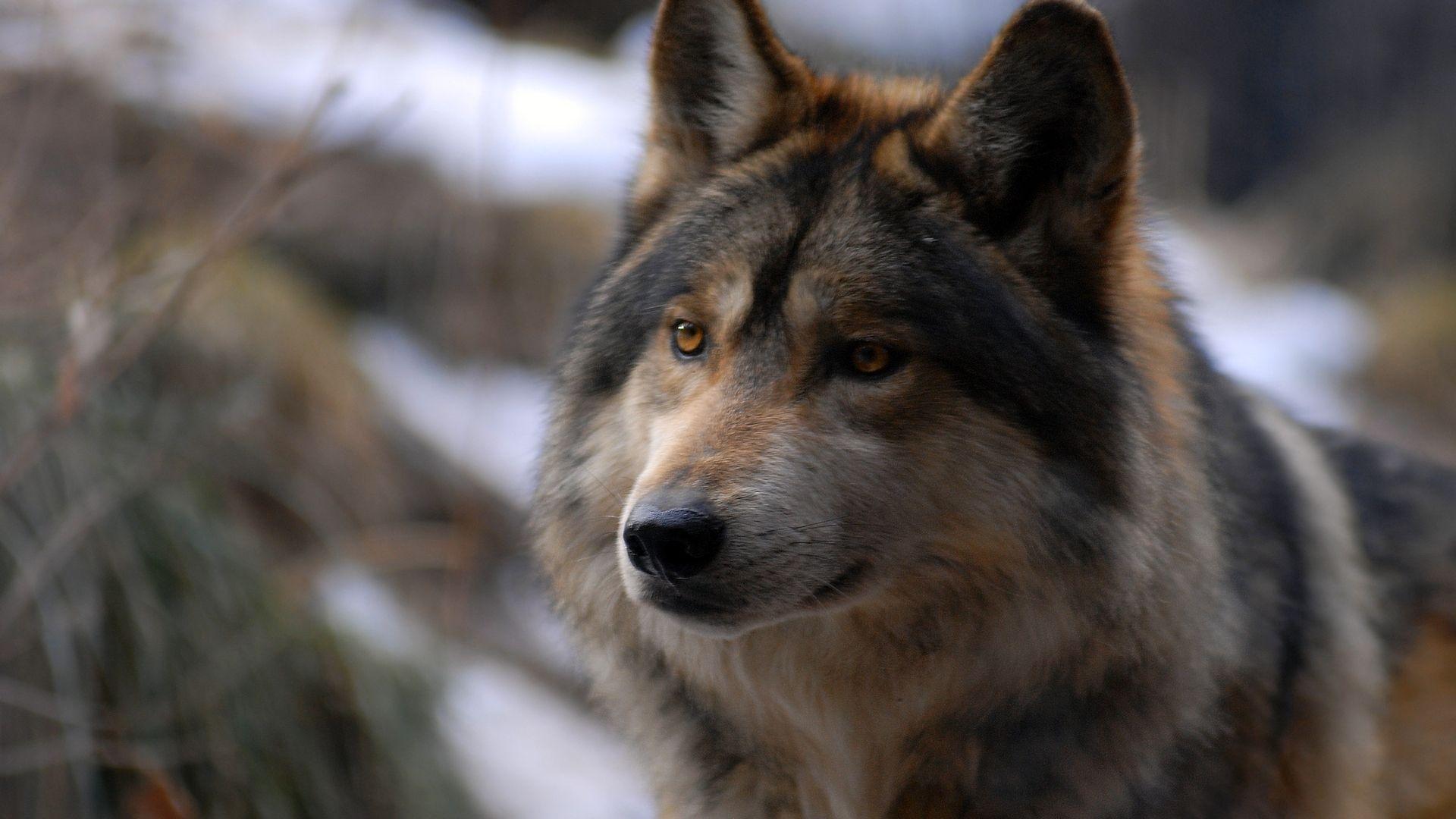 Gray Wolf HD Wallpapers - Top Free Gray Wolf HD Backgrounds ...