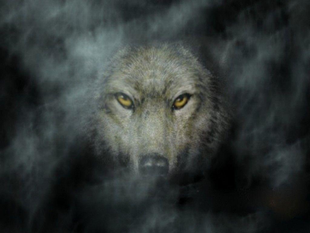 Gray Wolf HD Wallpapers - Top Free Gray Wolf HD Backgrounds ...