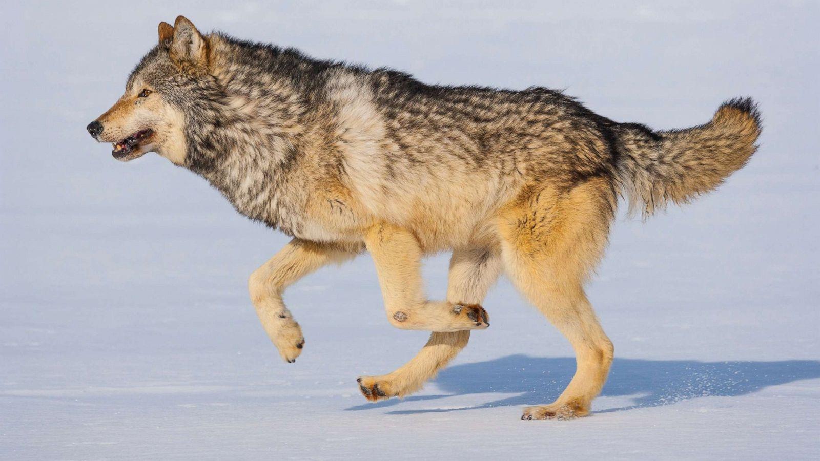 Gray Wolf HD Wallpapers - Top Free Gray Wolf HD Backgrounds ...
