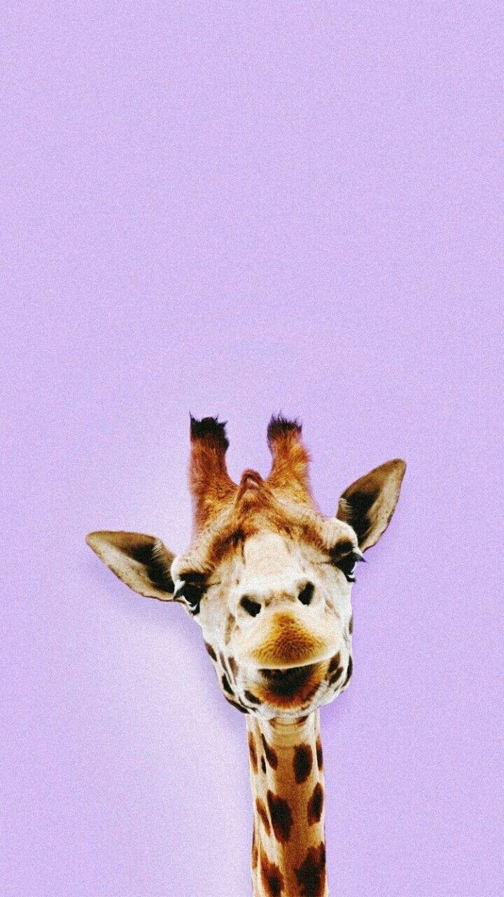 Giraffe Phone Wallpapers - Top Free Giraffe Phone Backgrounds ...