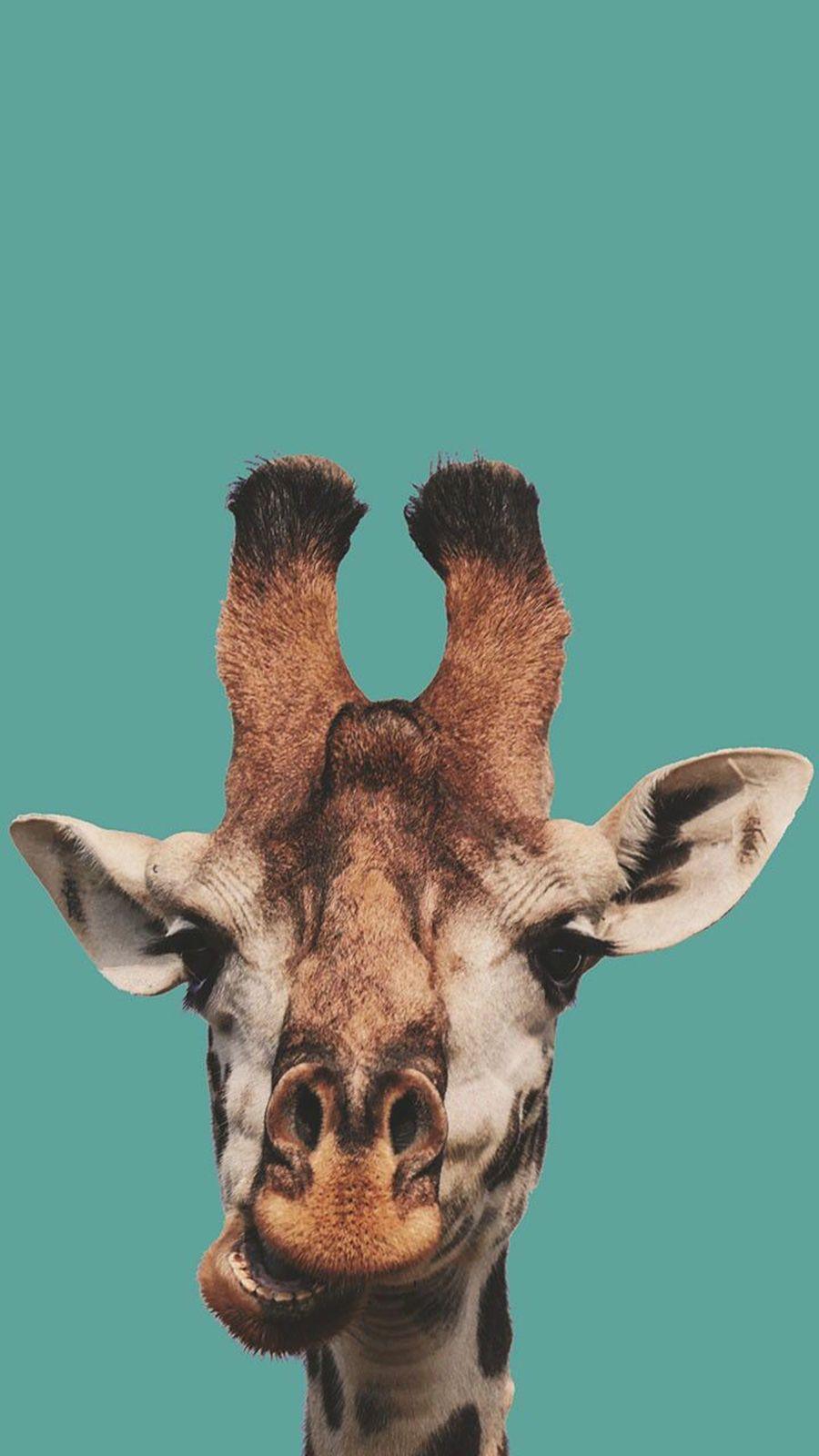 Giraffe Phone Wallpapers - Top Free Giraffe Phone Backgrounds ...