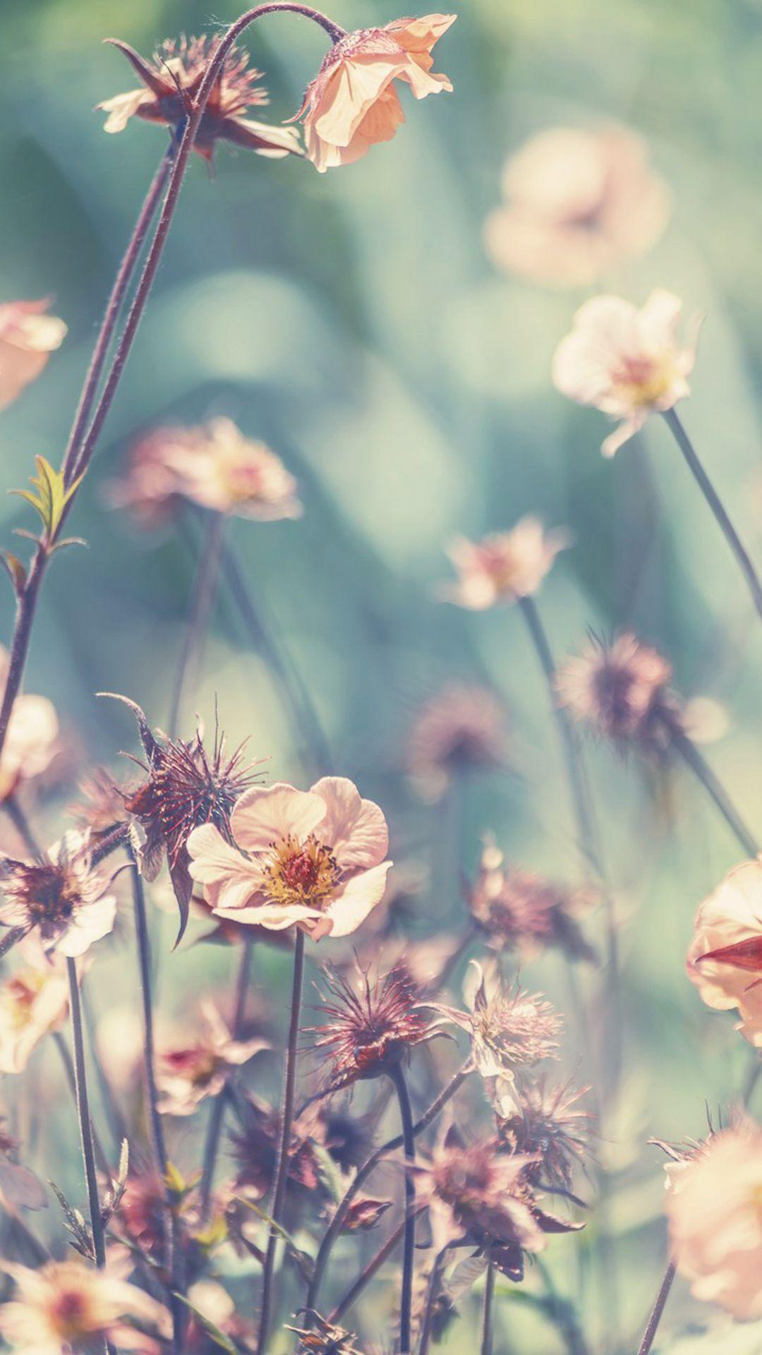 Minimalist Flower Phone Wallpapers - Top Free Minimalist Flower Phone ...