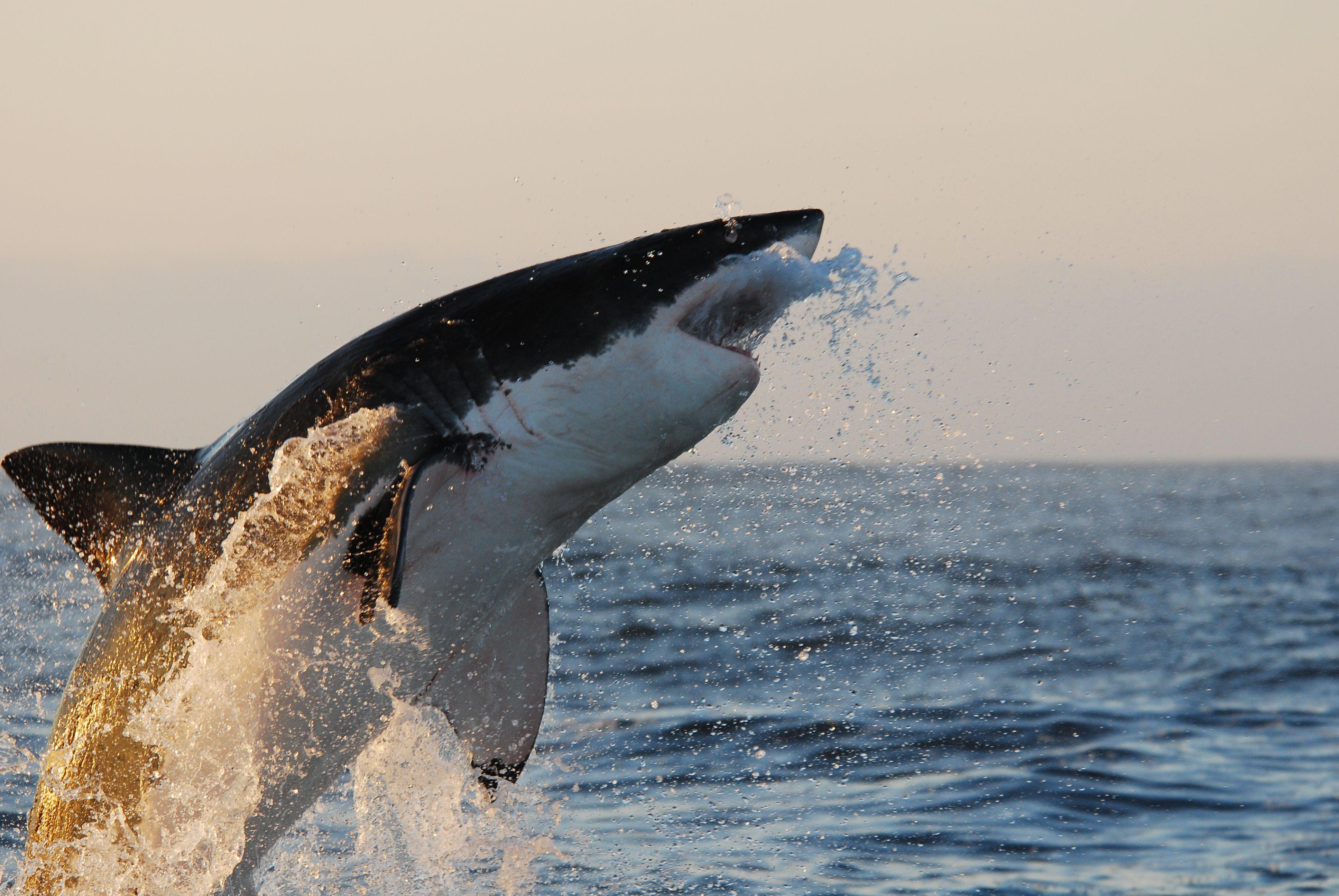 Shark Breaching Wallpapers - Top Free Shark Breaching Backgrounds ...