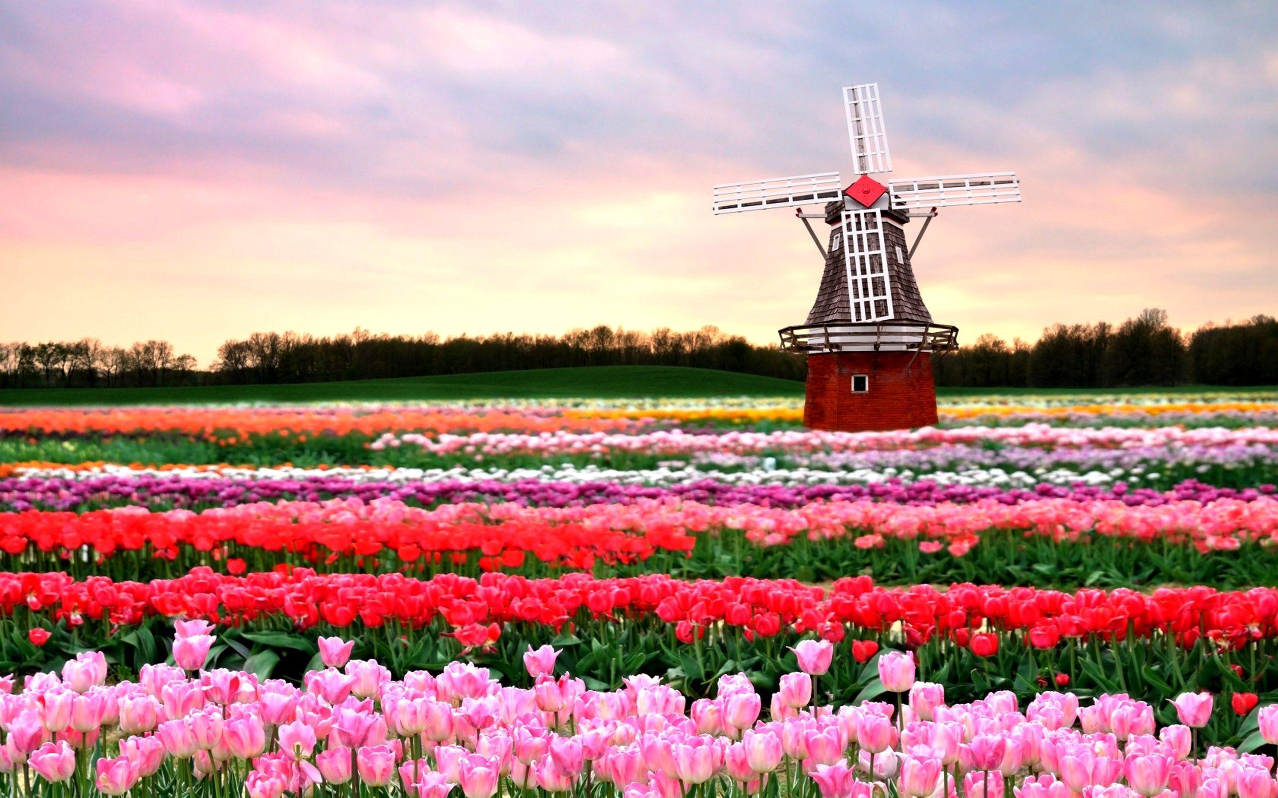 Holland Tulips Wallpapers - Top Free Holland Tulips Backgrounds ...