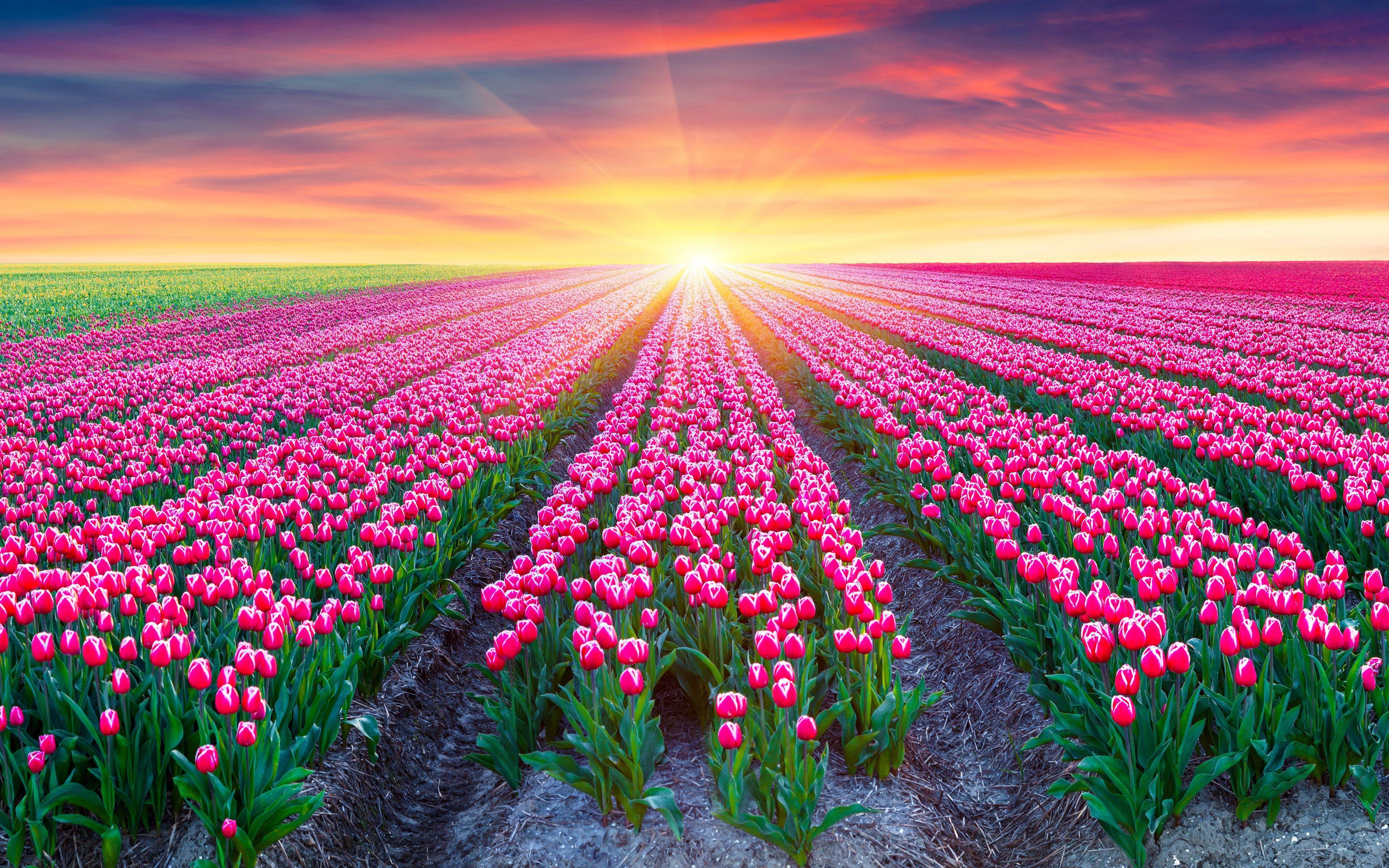 Holland Tulips Wallpapers - Top Free Holland Tulips Backgrounds ...