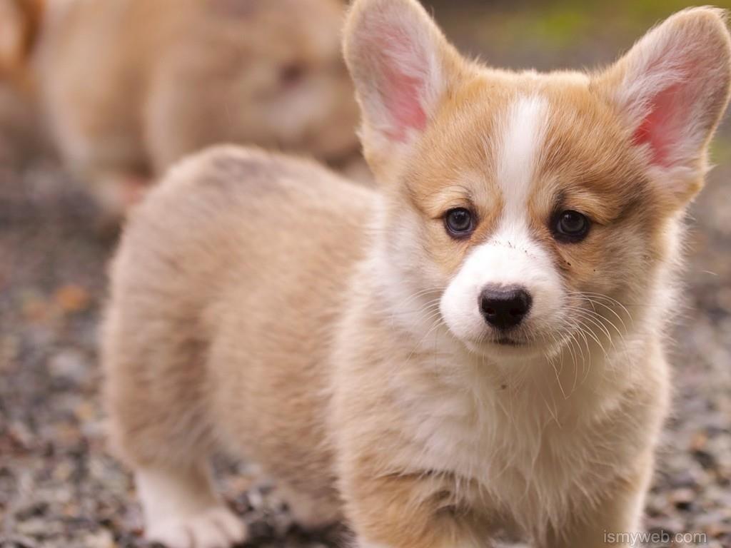 Chibi Corgi Wallpapers - Top Free Chibi Corgi Backgrounds - WallpaperAccess