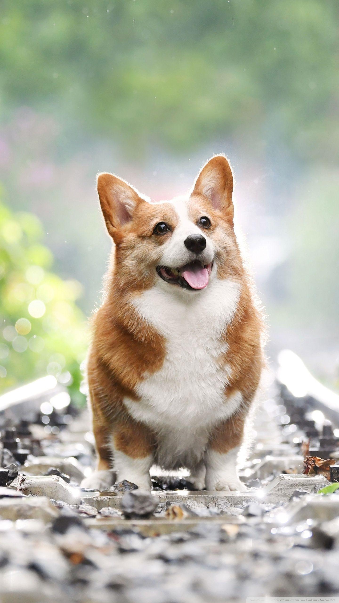 Corgi Phone Wallpapers - Top Free Corgi Phone Backgrounds - WallpaperAccess