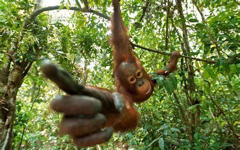 Funny Orangutan Wallpapers - Top Free Funny Orangutan Backgrounds ...