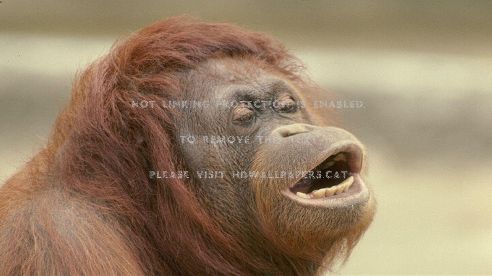 Funny Orangutan Wallpapers - Top Free Funny Orangutan Backgrounds ...