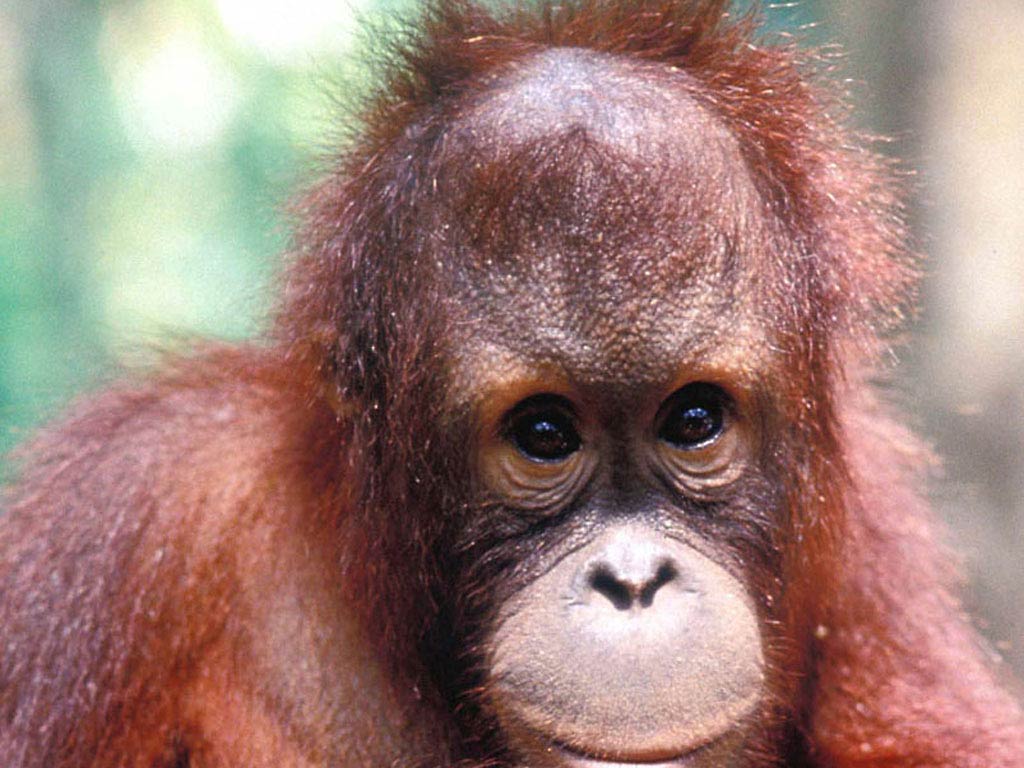 Funny Orangutan Wallpapers - Top Free Funny Orangutan Backgrounds ...