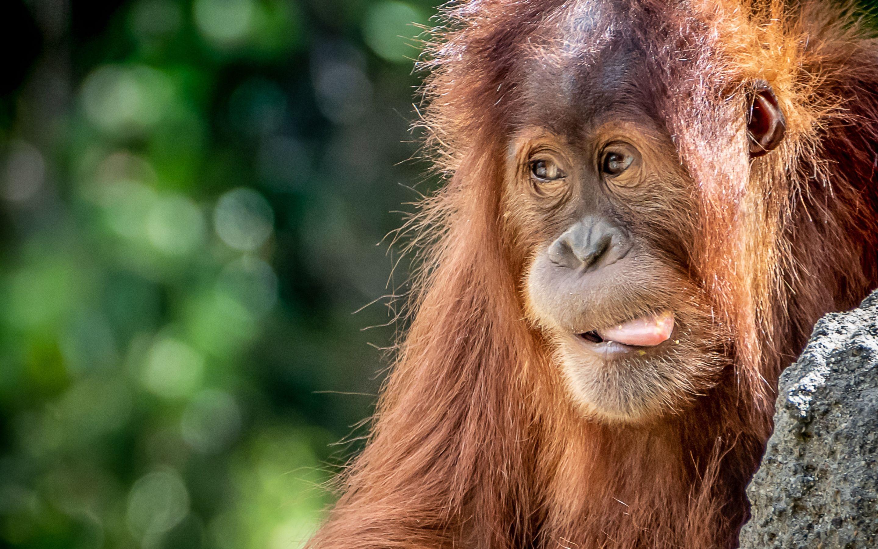 Funny Orangutan Wallpapers - Top Free Funny Orangutan Backgrounds ...