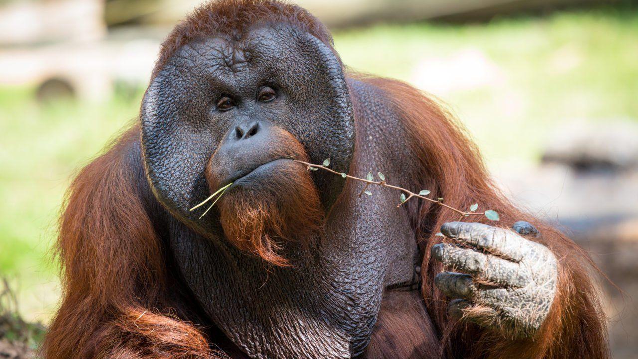 Funny Orangutan Wallpapers - Top Free Funny Orangutan Backgrounds ...
