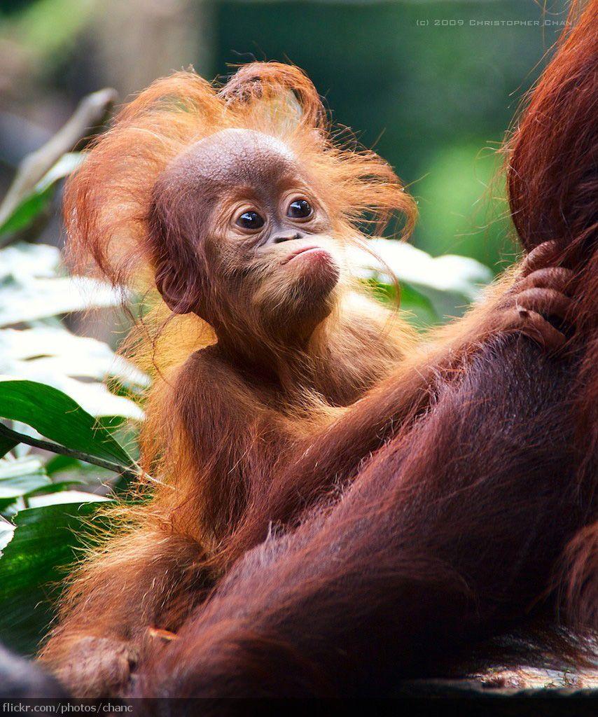 Funny Orangutan Wallpapers - Top Free Funny Orangutan Backgrounds ...
