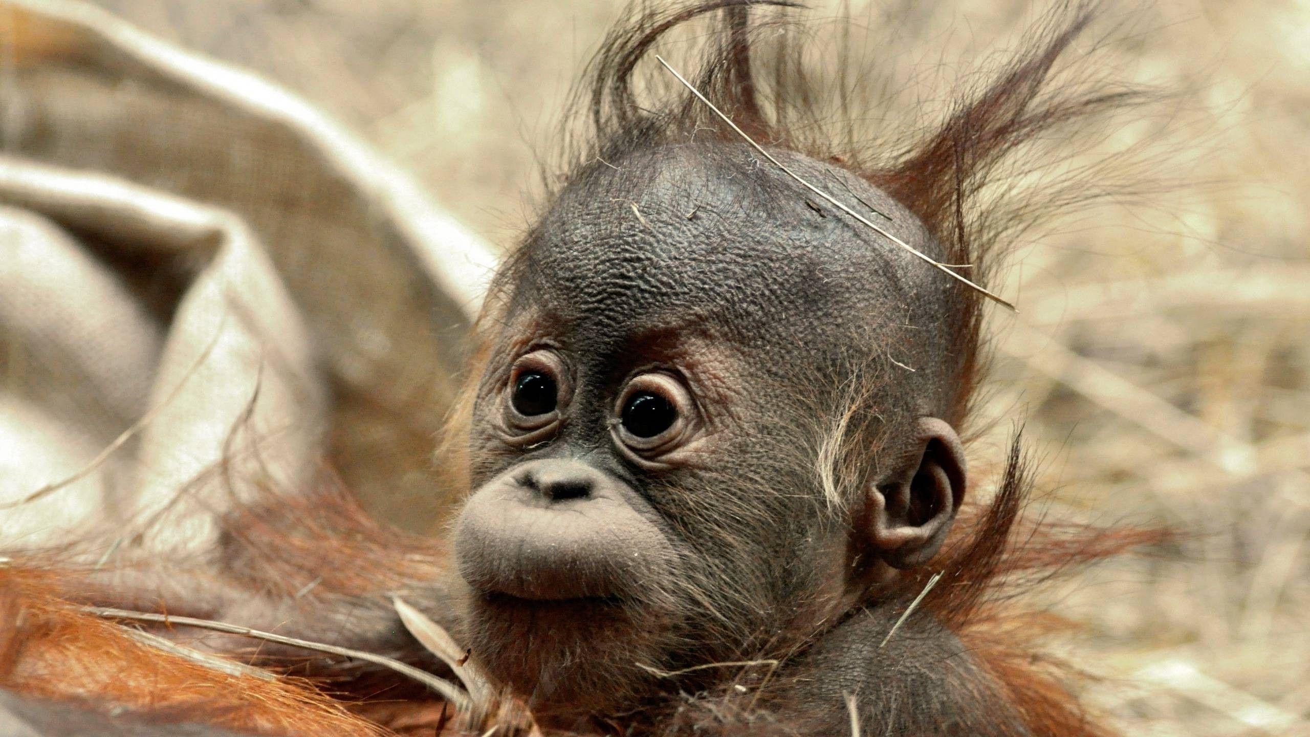 Funny Orangutan Wallpapers - Top Free Funny Orangutan Backgrounds ...
