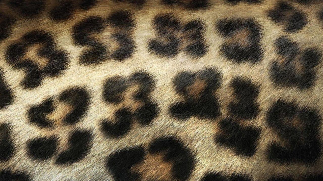 Leopard Skin Wallpapers - Top Free Leopard Skin Backgrounds ...