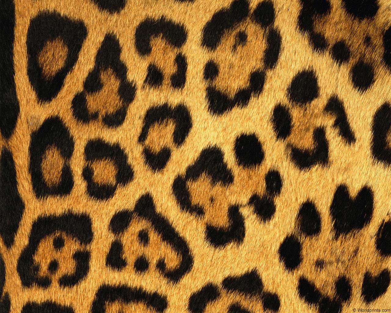 Leopard Skin Wallpapers - Top Free Leopard Skin Backgrounds ...
