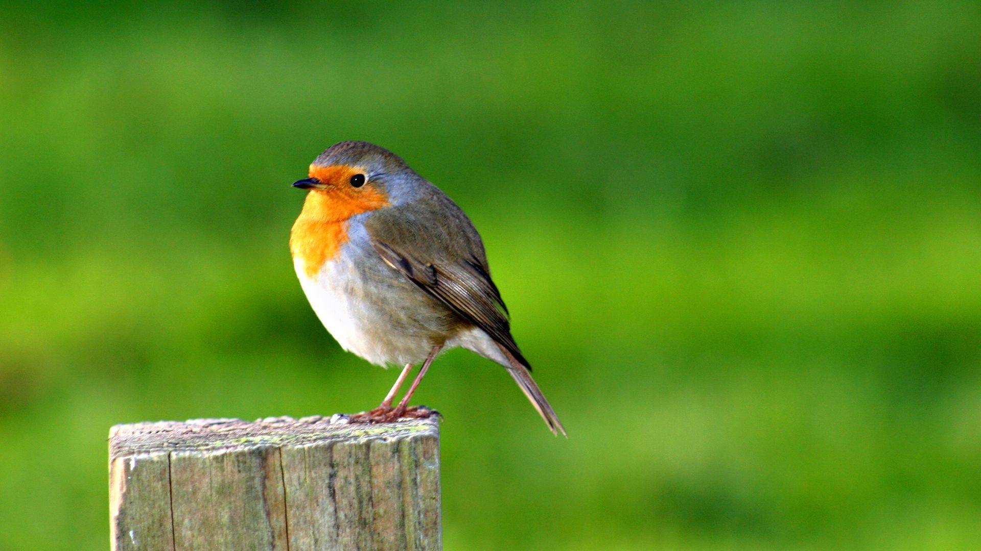 Bird Nature Wallpapers - Top Free Bird Nature Backgrounds - WallpaperAccess