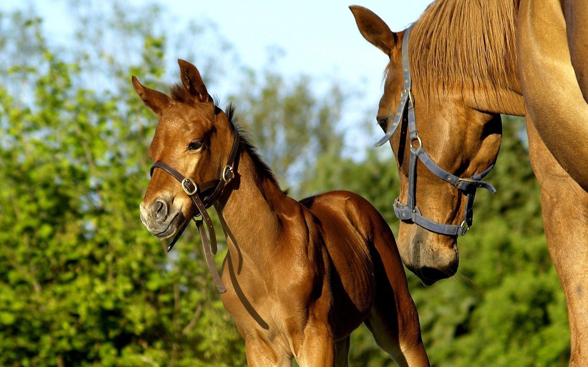 Cute Baby Horses Wallpapers - Top Free Cute Baby Horses Backgrounds ...