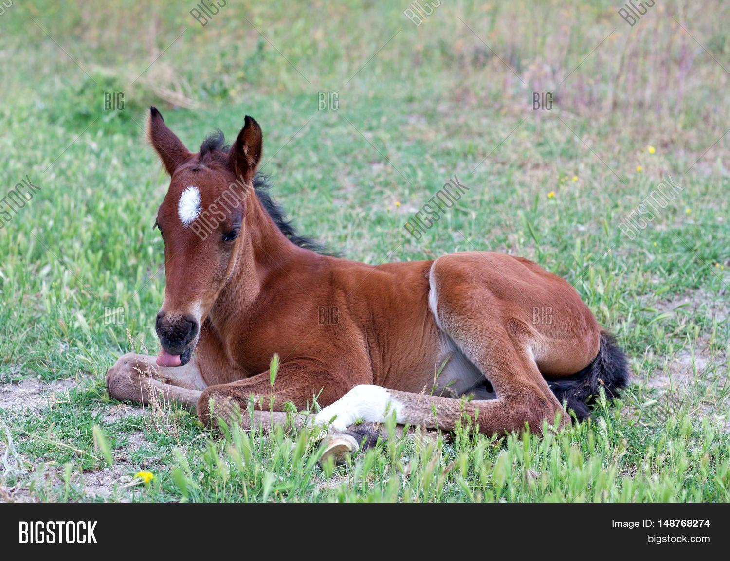 Cute Baby Horses Wallpapers - Top Free Cute Baby Horses Backgrounds ...