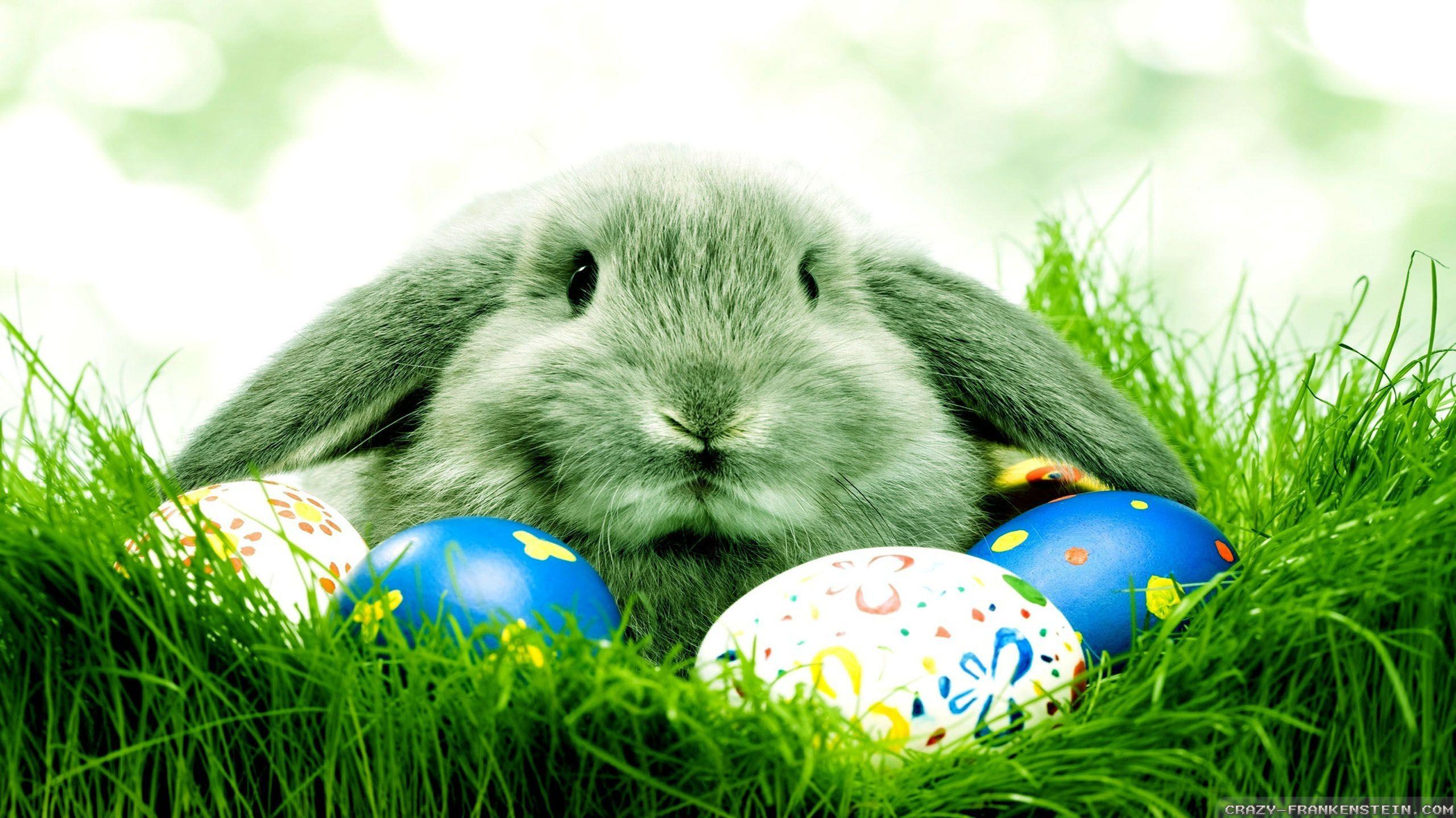 Spring Easter Wallpapers - Top Free Spring Easter Backgrounds ...