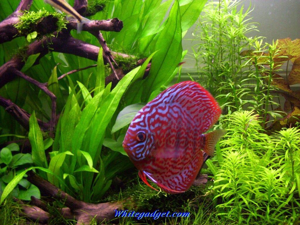 Freshwater Fish Wallpapers - Top Free Freshwater Fish Backgrounds ...