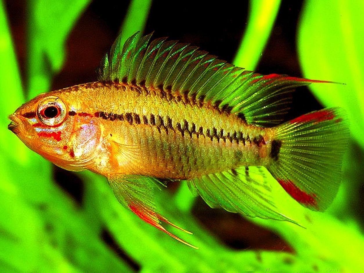 Freshwater Fish Wallpapers - Top Free Freshwater Fish Backgrounds ...