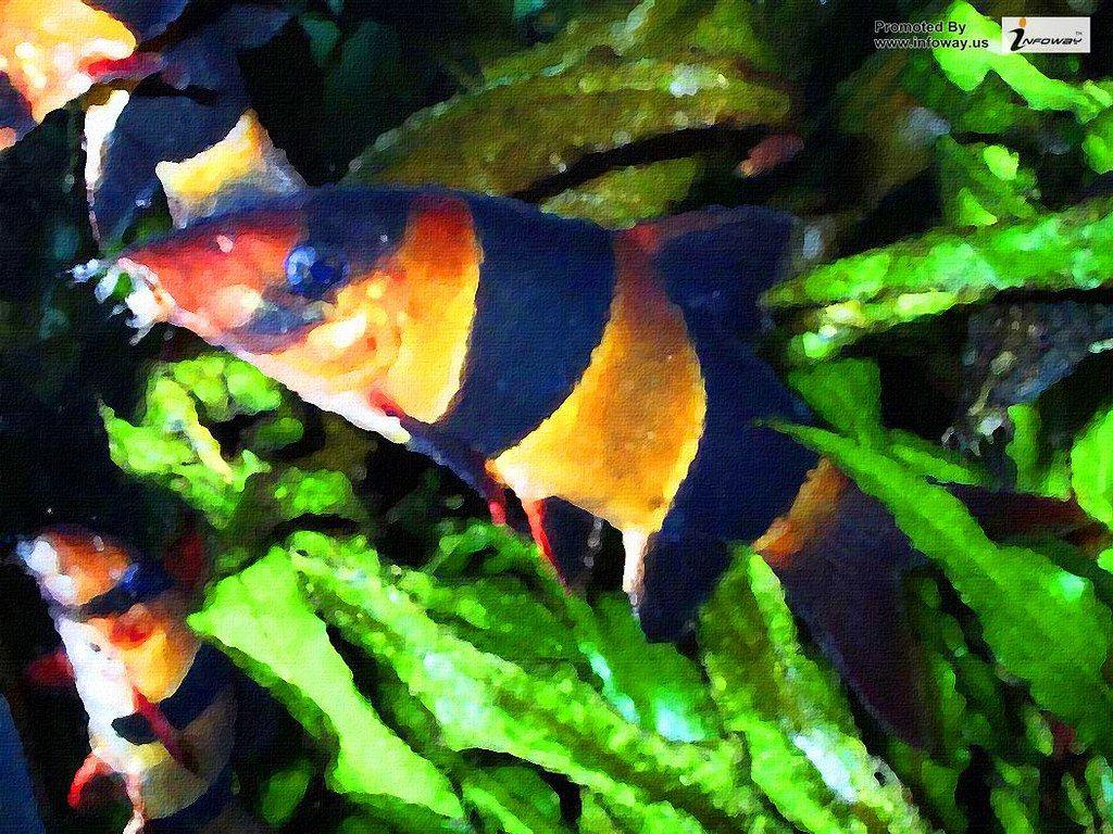 Freshwater Fish Wallpapers - Top Free Freshwater Fish Backgrounds ...