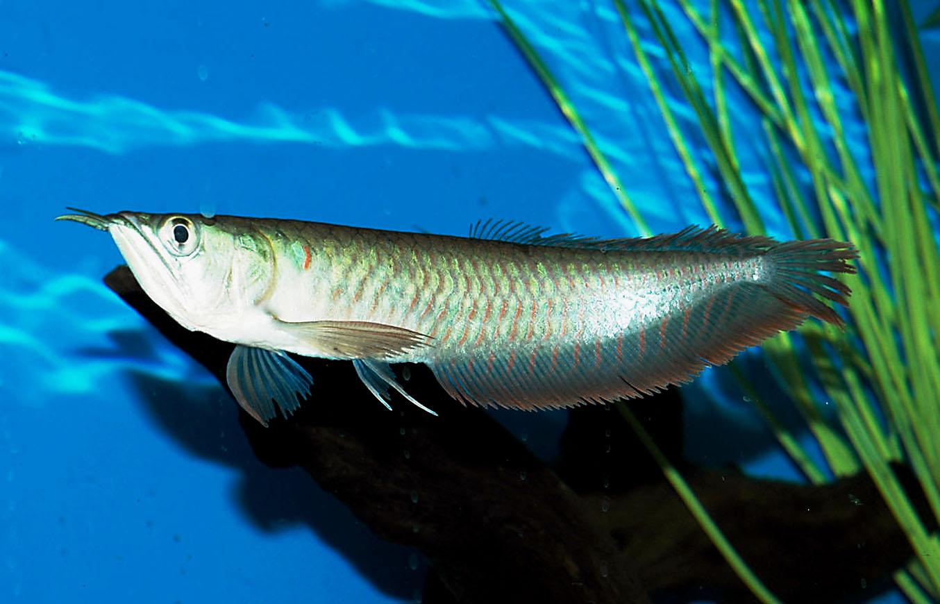 Freshwater Fish Wallpapers - Top Free Freshwater Fish Backgrounds ...