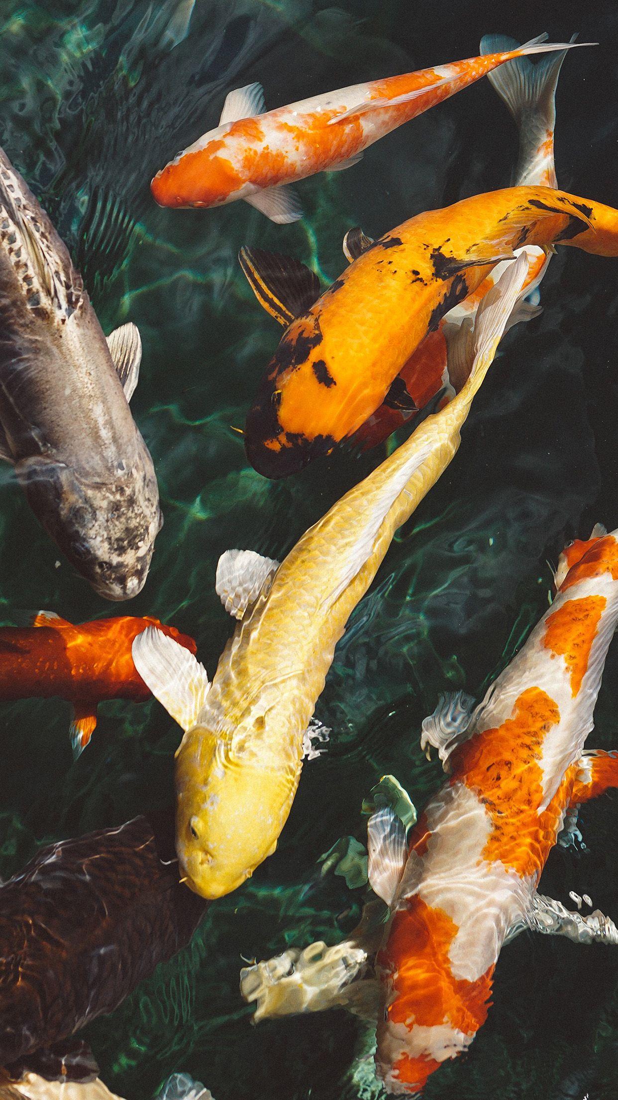 Freshwater Fish Wallpapers - Top Free Freshwater Fish Backgrounds ...