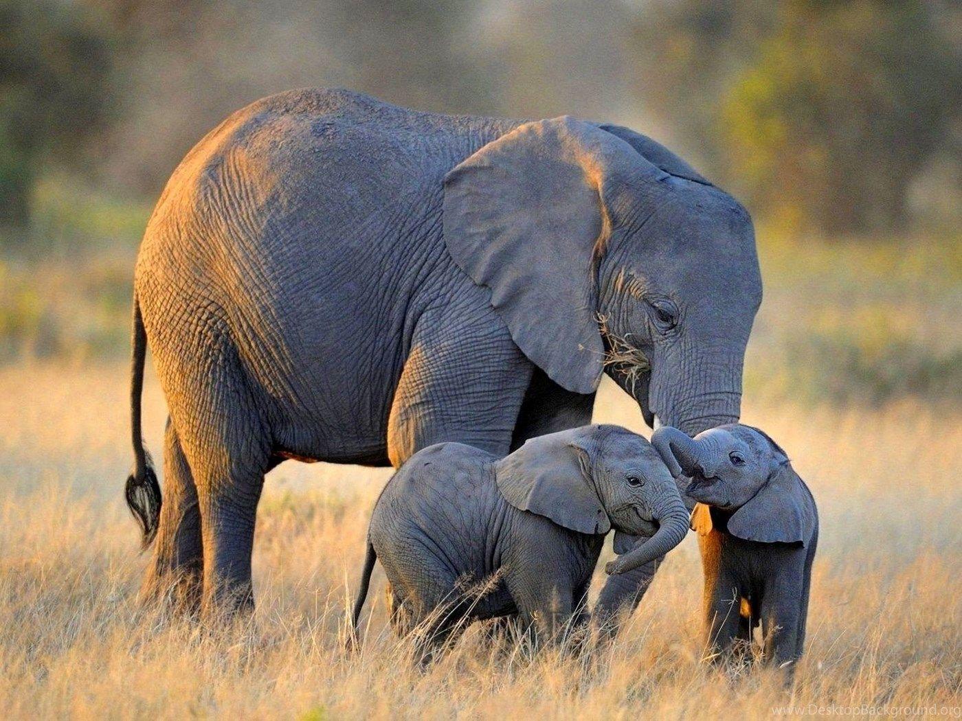 Elephant Family Wallpapers - Top Free Elephant Family Backgrounds ...