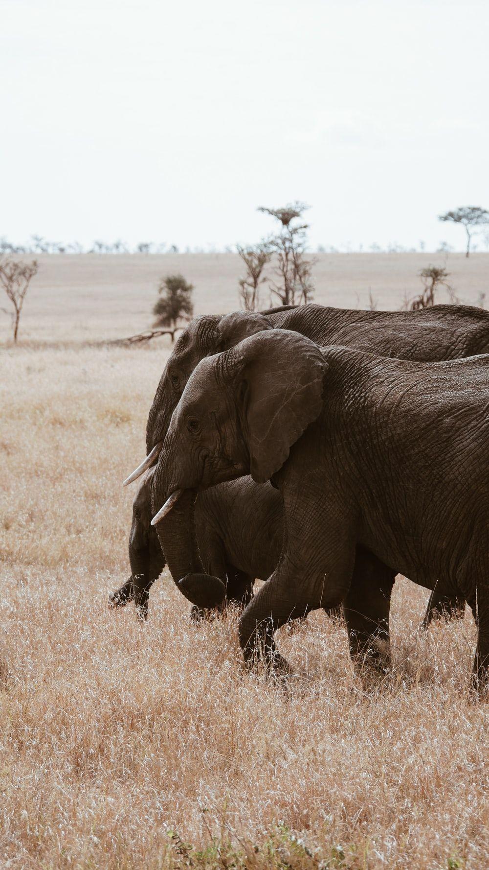 Elephant Family Wallpapers - Top Free Elephant Family Backgrounds ...