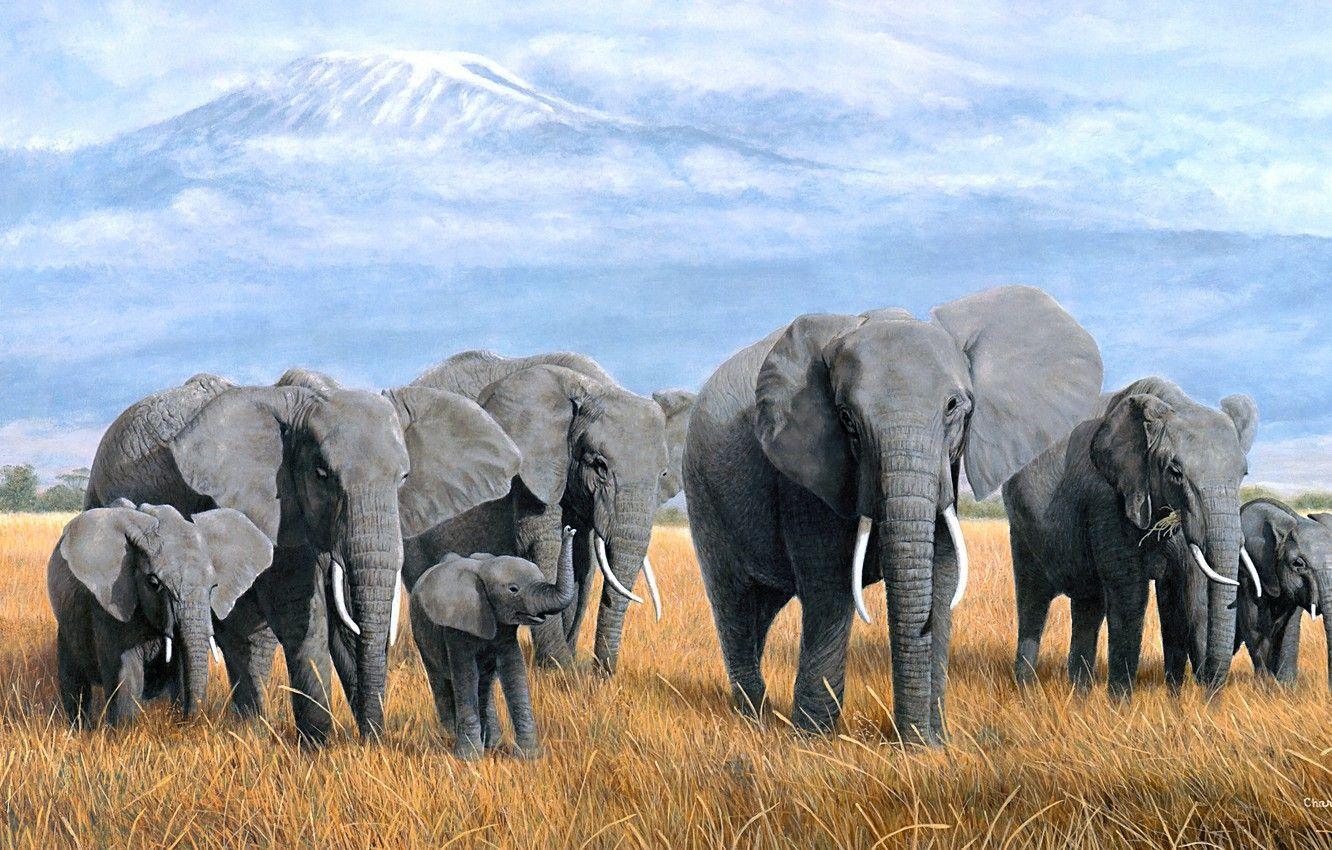 Elephant Family Wallpapers - Top Free Elephant Family Backgrounds ...