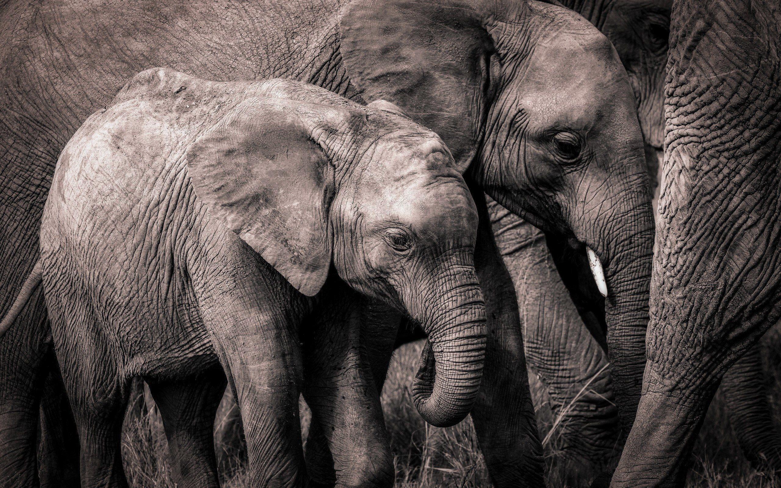 Elephant Family Wallpapers - Top Free Elephant Family Backgrounds ...