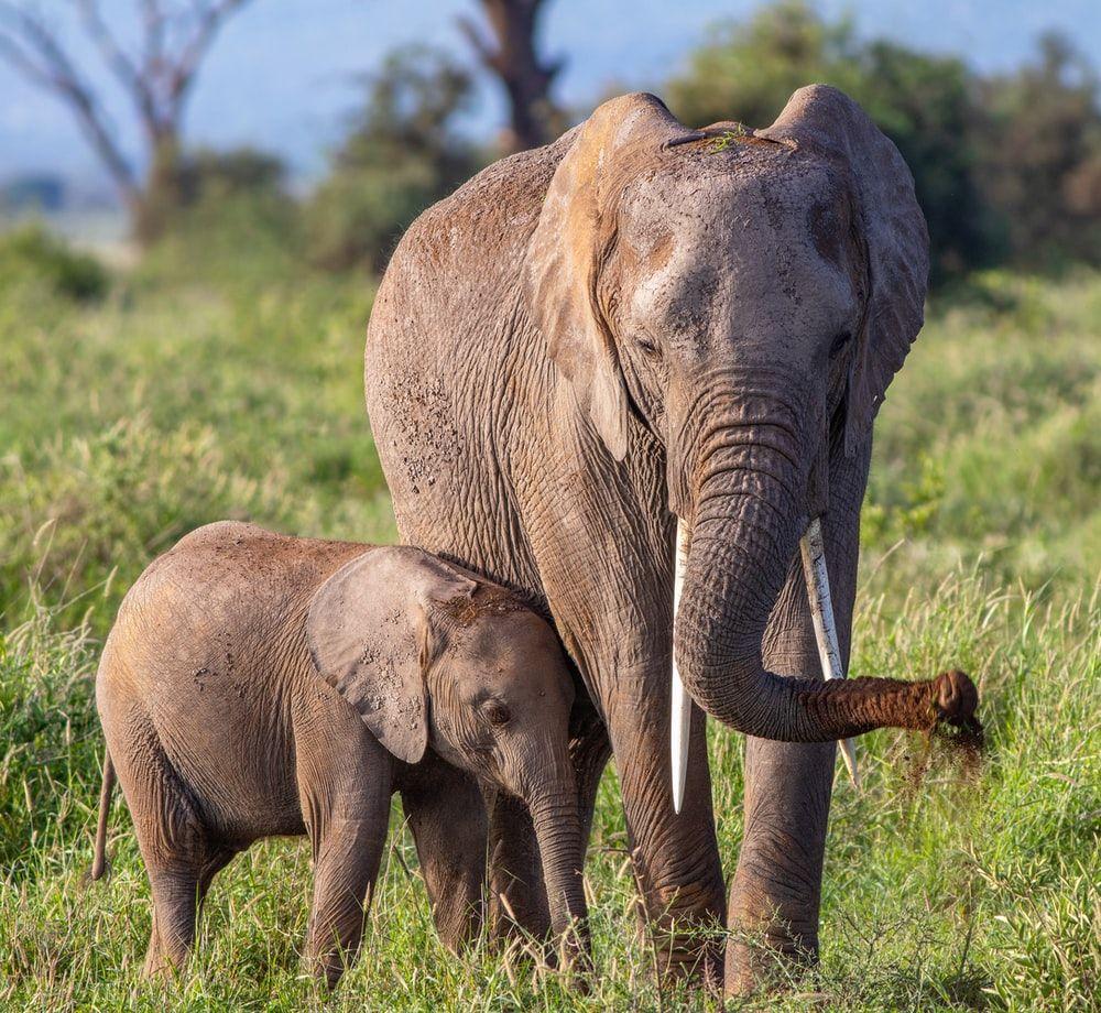 Elephant Family Wallpapers - Top Free Elephant Family Backgrounds ...