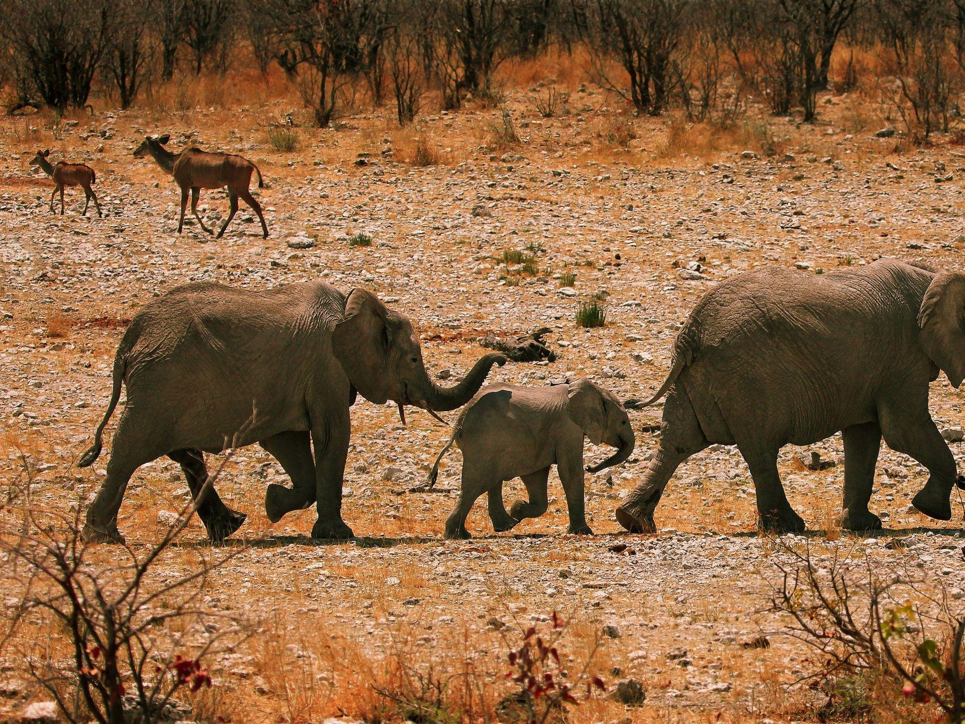 Elephant Family Wallpapers - Top Free Elephant Family Backgrounds ...
