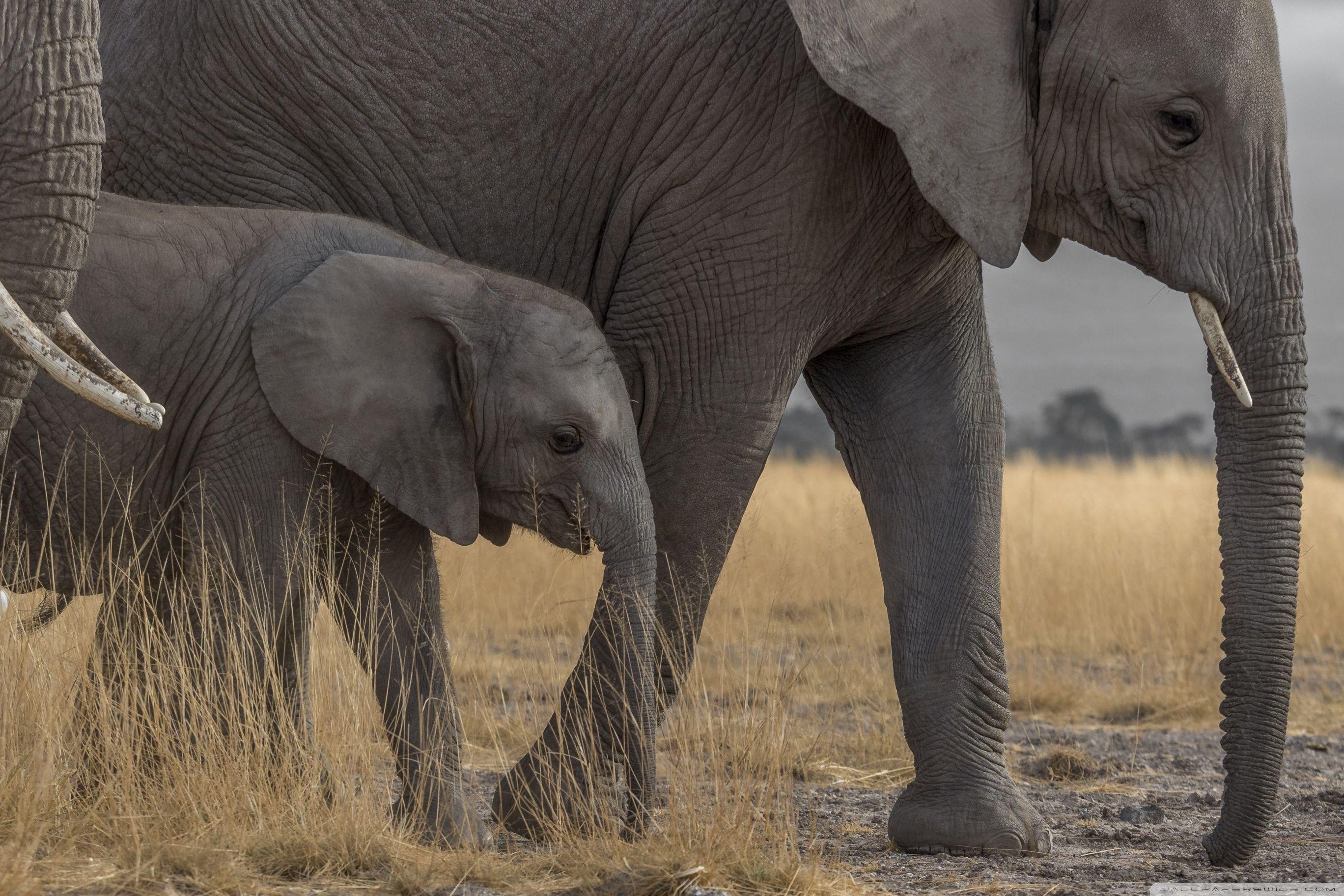 Elephant Family Wallpapers - Top Free Elephant Family Backgrounds ...