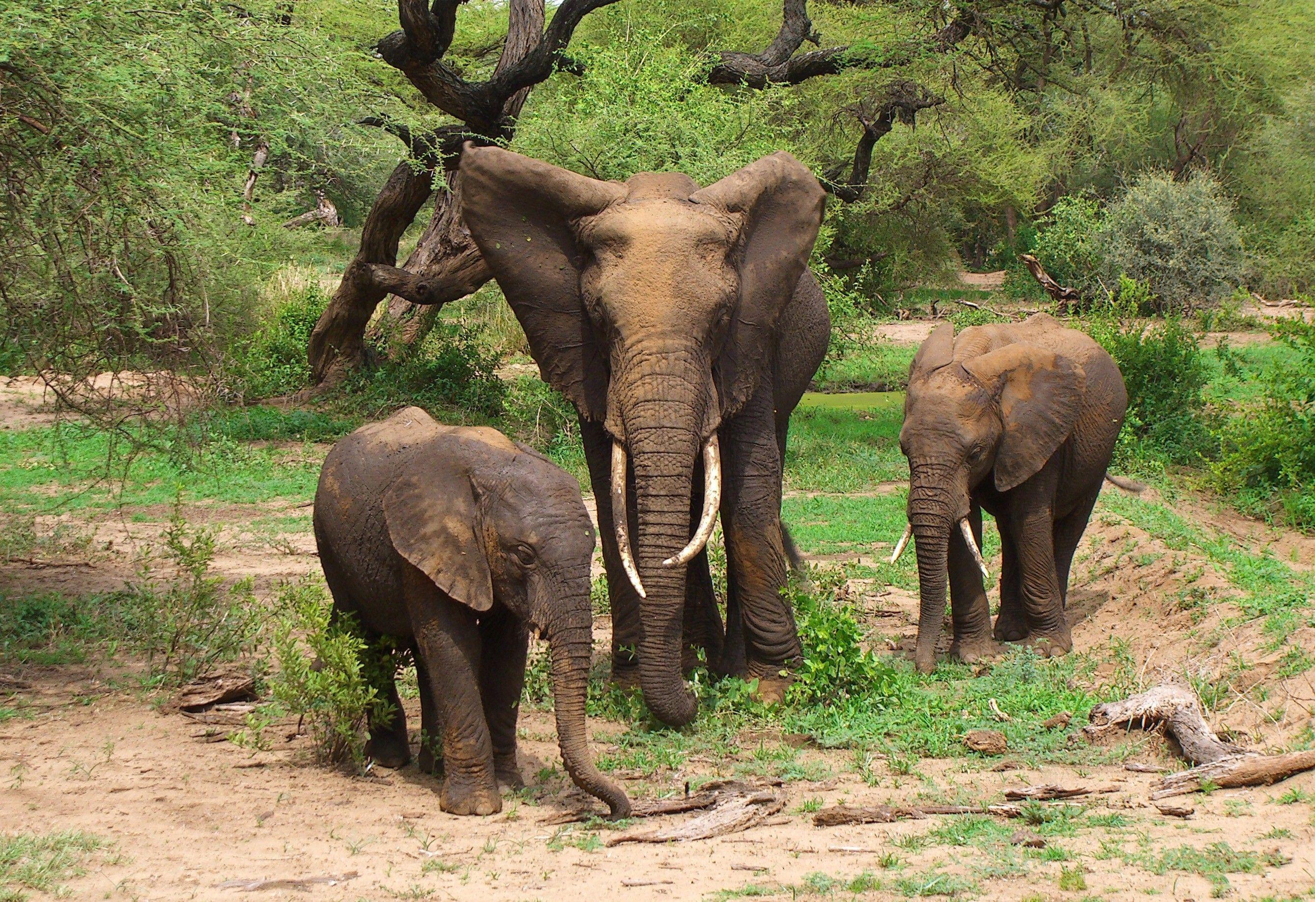 Elephant Family Wallpapers - Top Free Elephant Family Backgrounds ...
