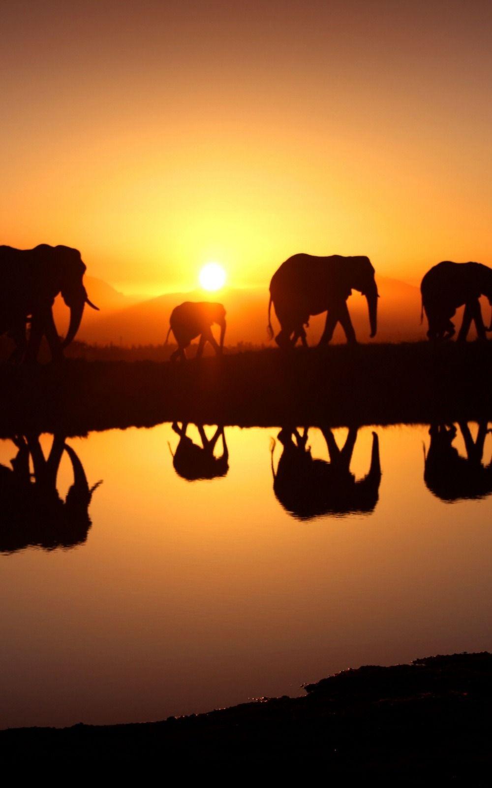 Elephant Phone Wallpapers - Top Free Elephant Phone Backgrounds ...