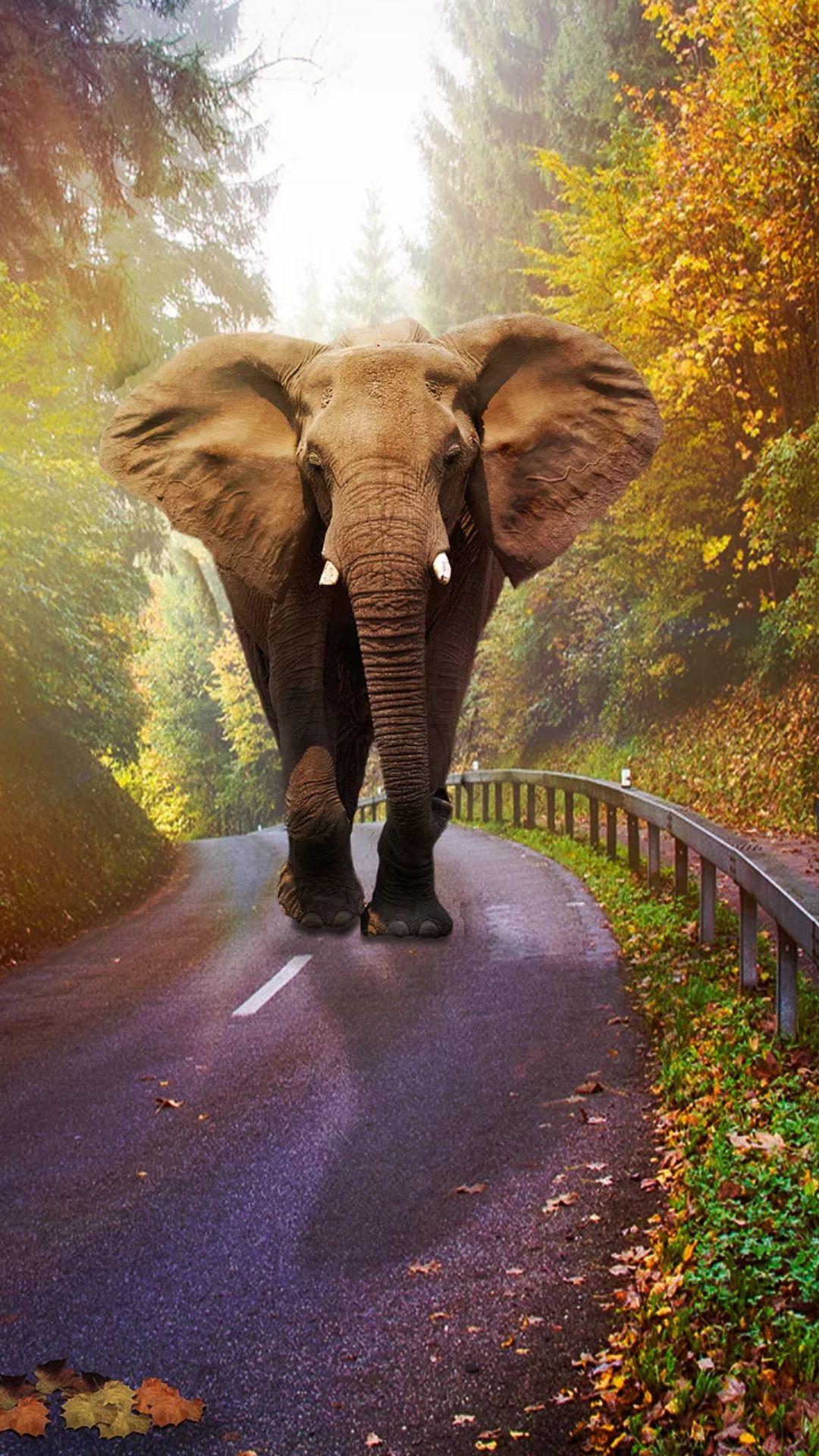 Elephant Phone Wallpapers - Top Free Elephant Phone Backgrounds ...