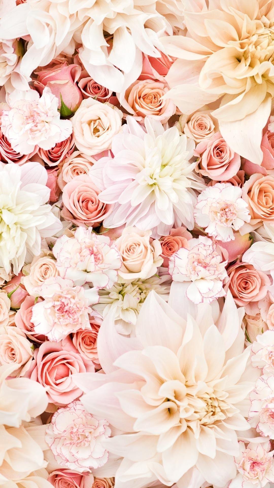 Pink and White Roses Wallpapers - Top Free Pink and White Roses ...