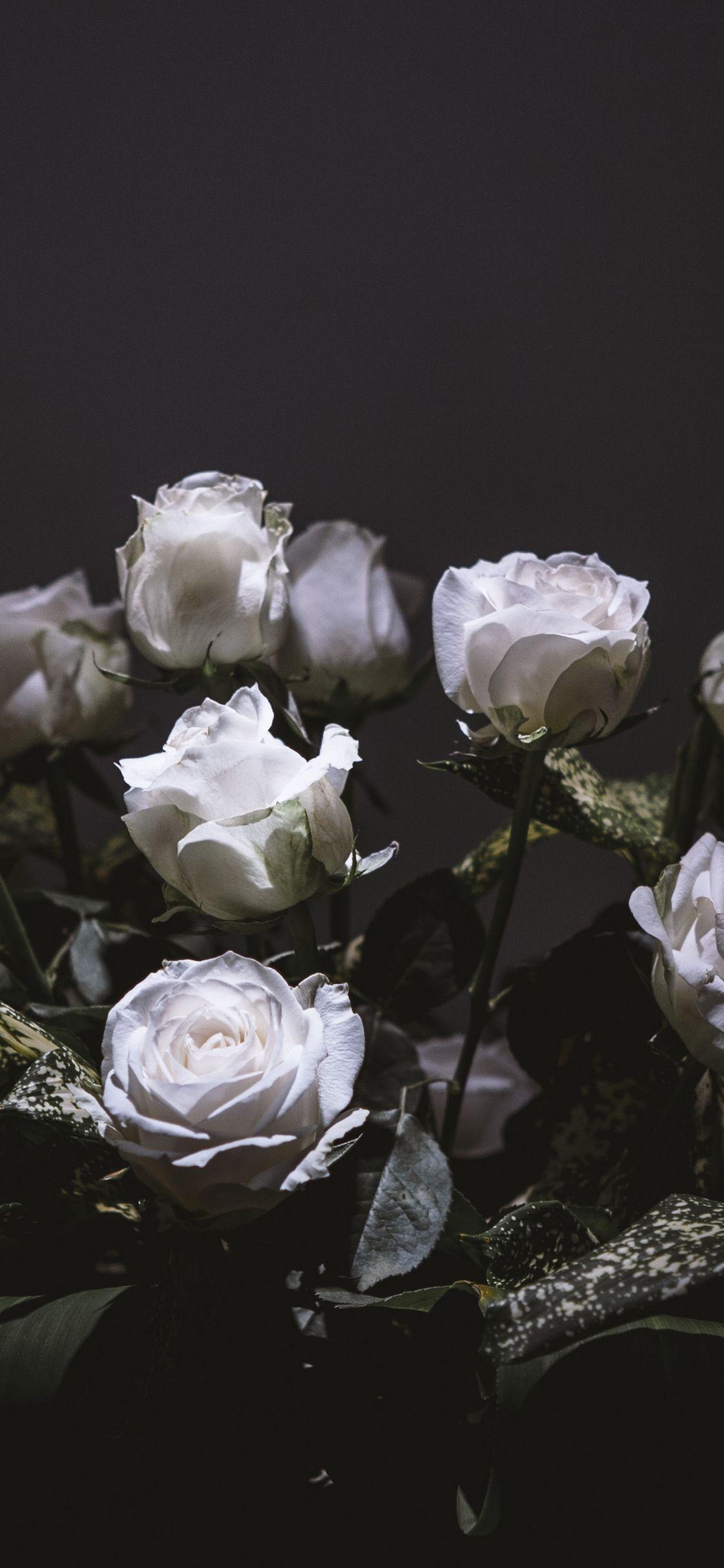 White Roses iPhone Wallpapers - Top Free White Roses iPhone Backgrounds ...