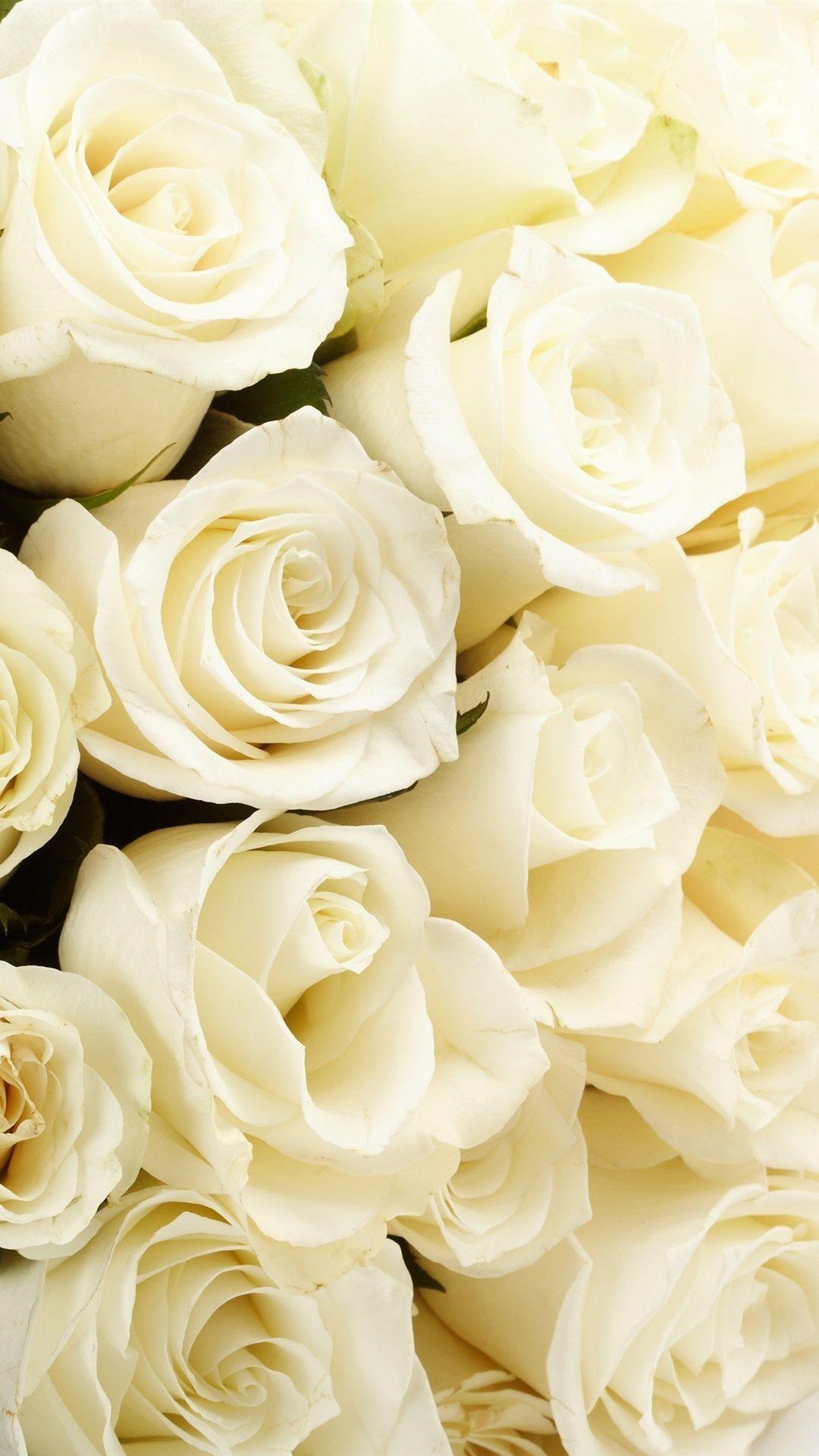 White Roses iPhone Wallpapers - Top Free White Roses iPhone Backgrounds ...