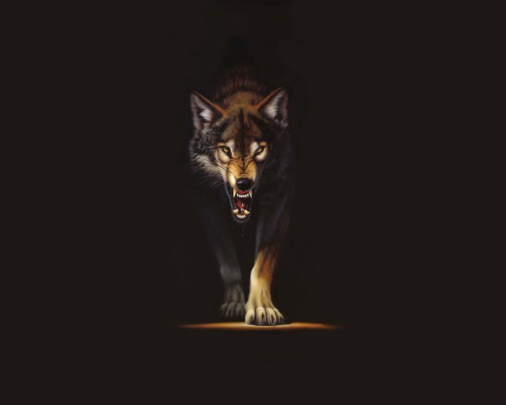 Red Wolf HD Wallpapers - Top Free Red Wolf HD Backgrounds - WallpaperAccess