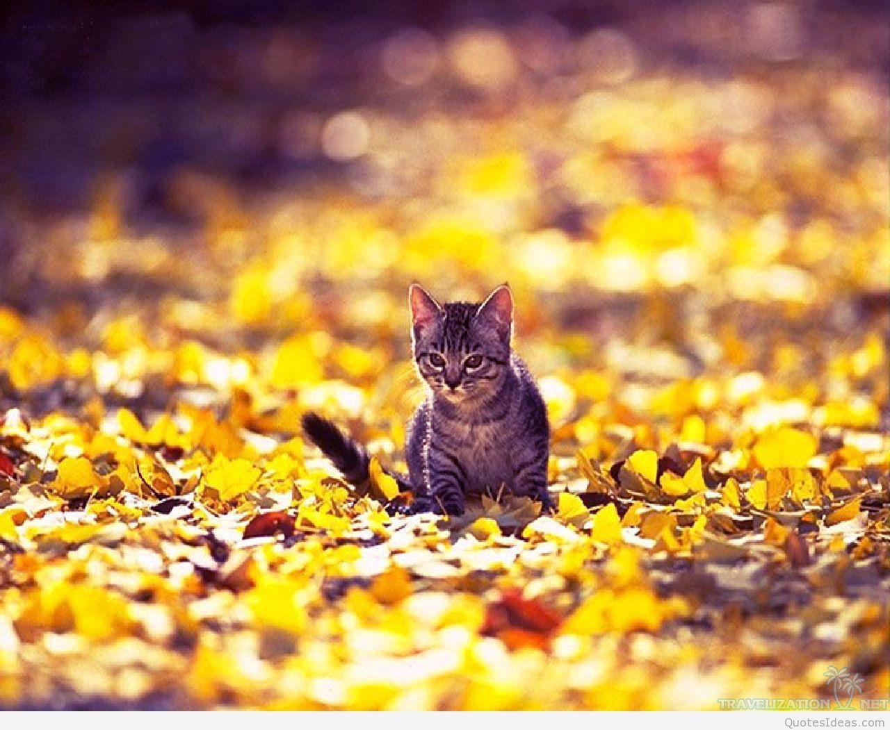 Autumn Cat Desktop Wallpapers - Top Free Autumn Cat Desktop Backgrounds ...