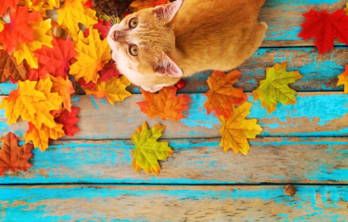Autumn Cat Desktop Wallpapers - Top Free Autumn Cat Desktop Backgrounds ...