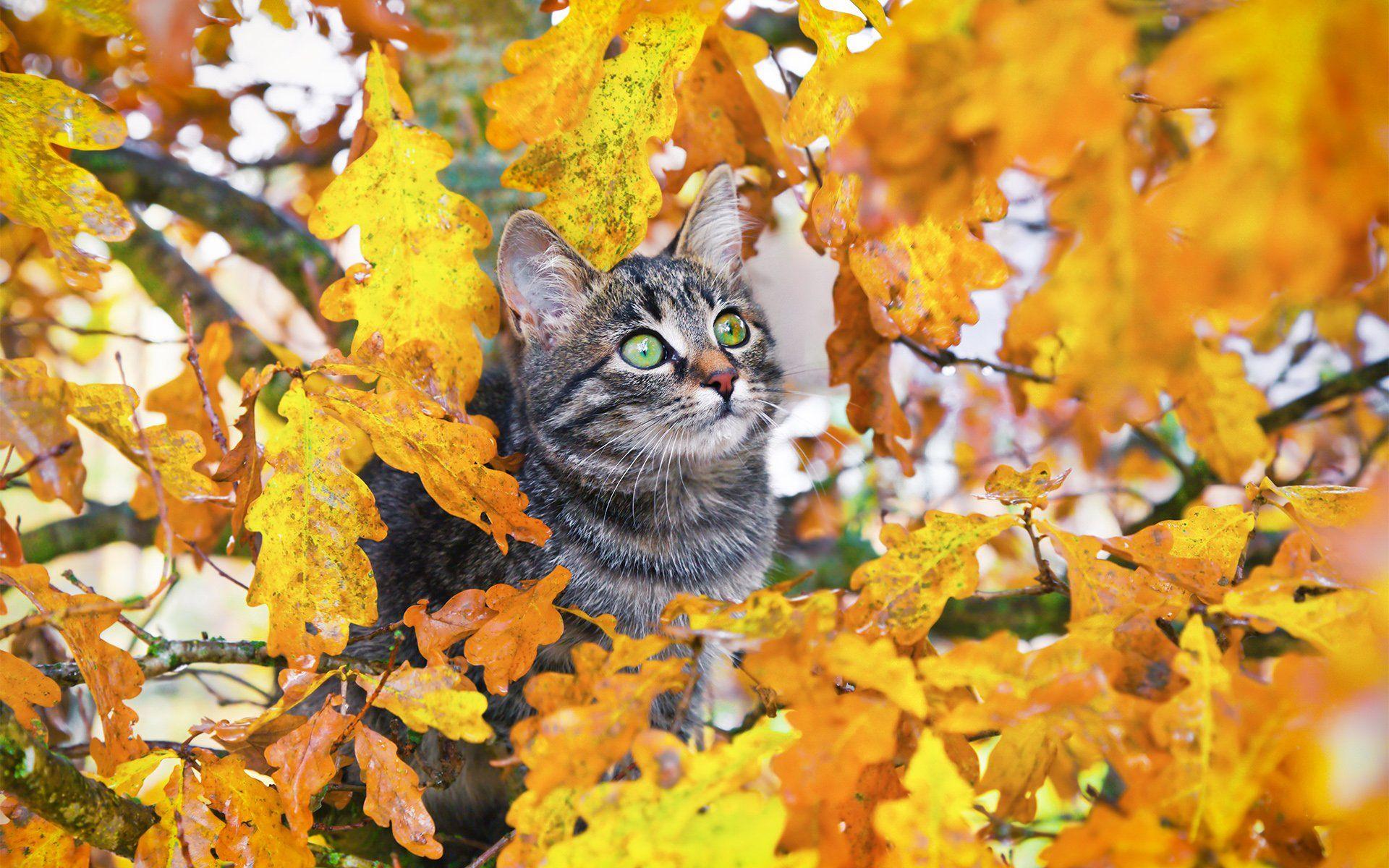 Autumn Cat Desktop Wallpapers - Top Free Autumn Cat Desktop Backgrounds ...