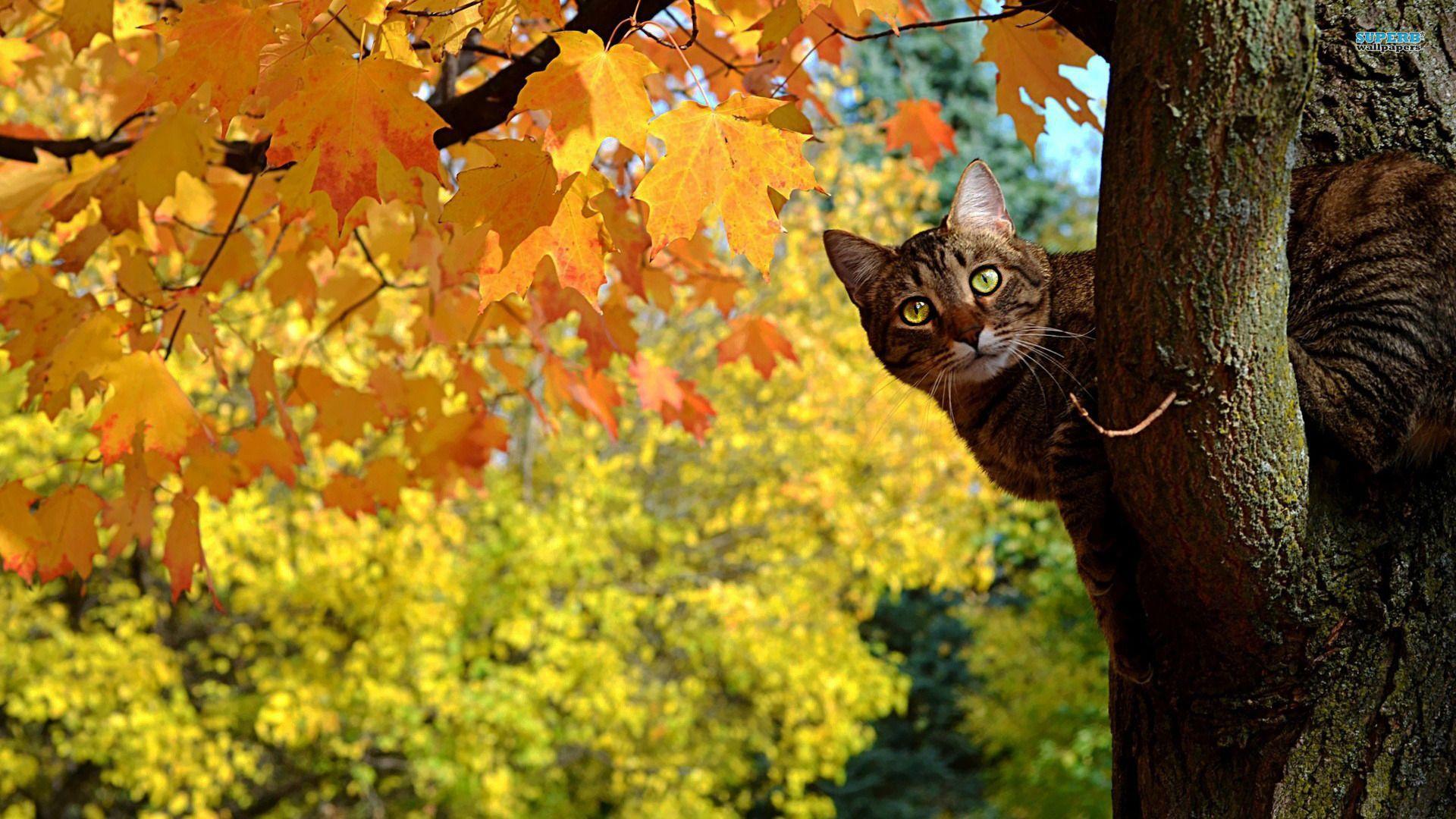 Autumn Cat Desktop Wallpapers - Top Free Autumn Cat Desktop Backgrounds ...
