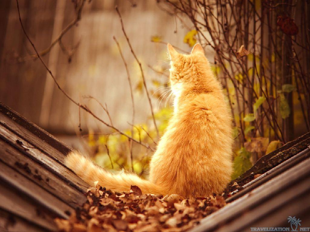 Autumn Cat Desktop Wallpapers - Top Free Autumn Cat Desktop Backgrounds ...