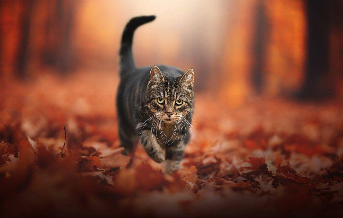Autumn Cat Desktop Wallpapers - Top Free Autumn Cat Desktop Backgrounds ...
